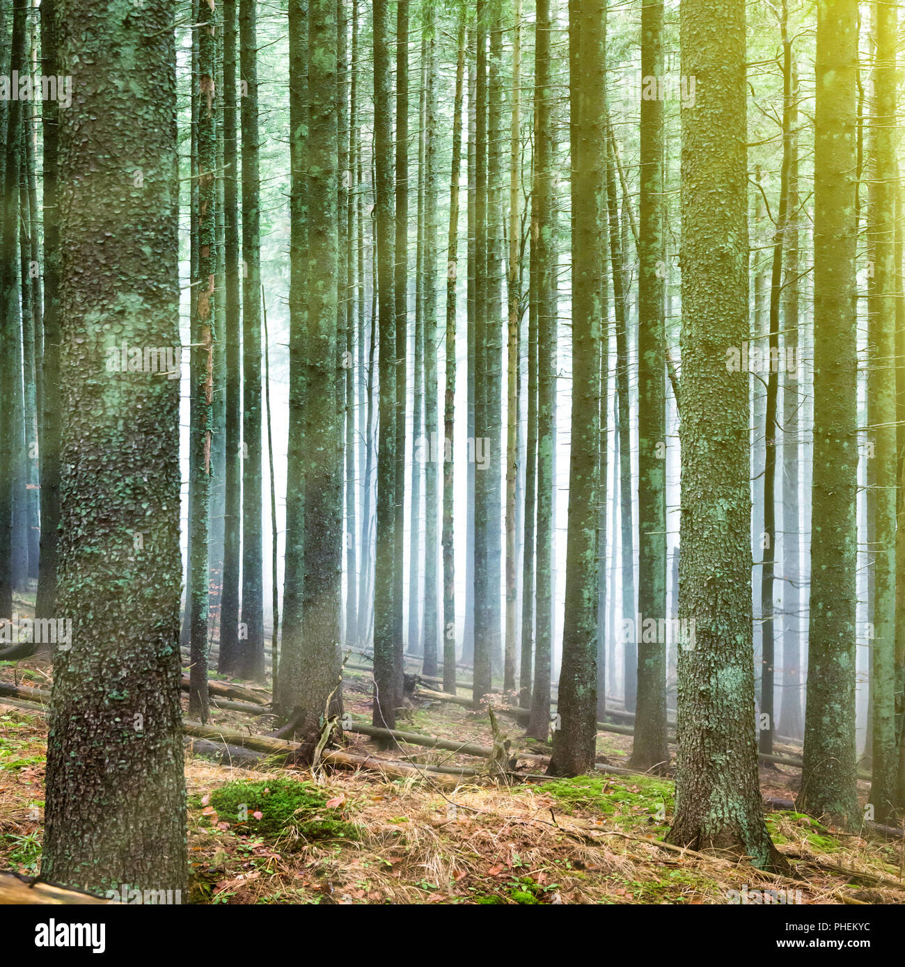 Light and shadow in forest hi-res stock photography and images - Alamy