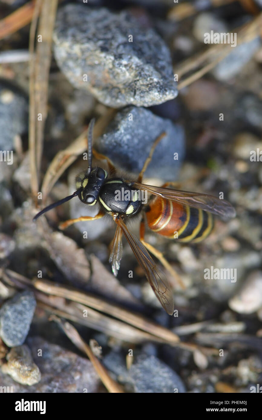 Red wasp hi-res stock photography and images - Alamy