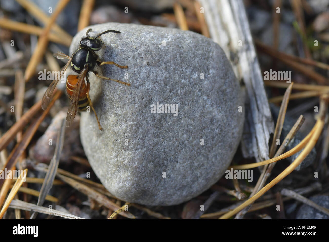 Red and black wasp hi-res stock photography and images - Alamy