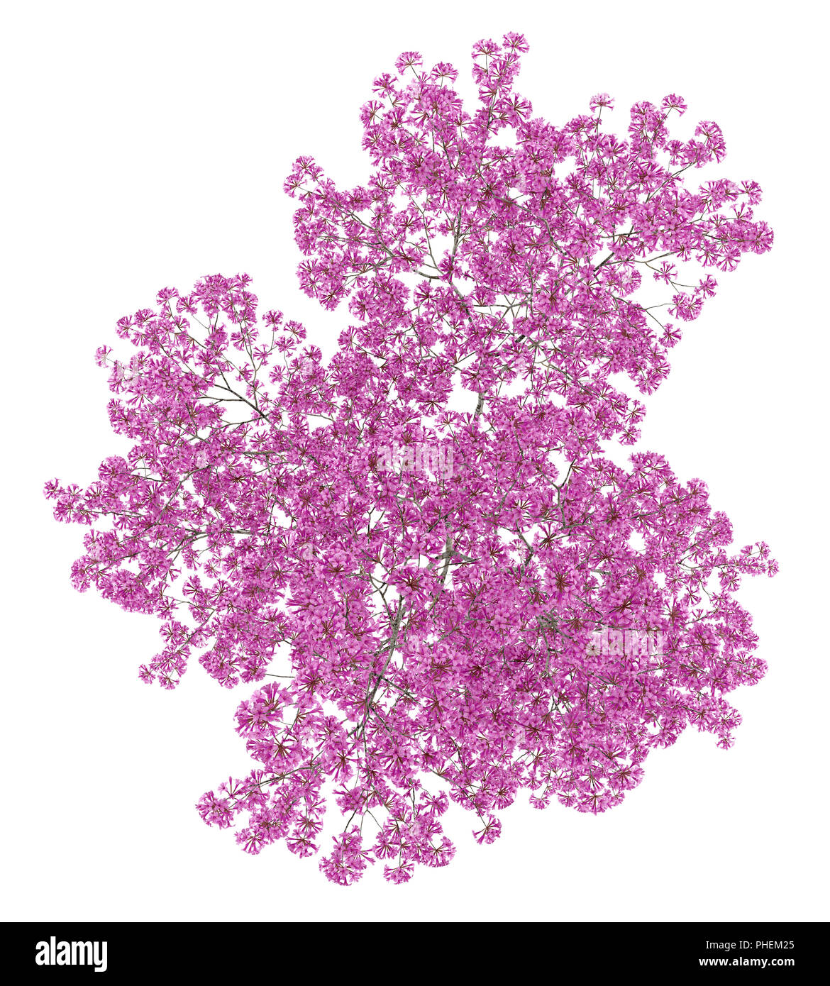 White tabebuia hi-res stock photography and images - Alamy