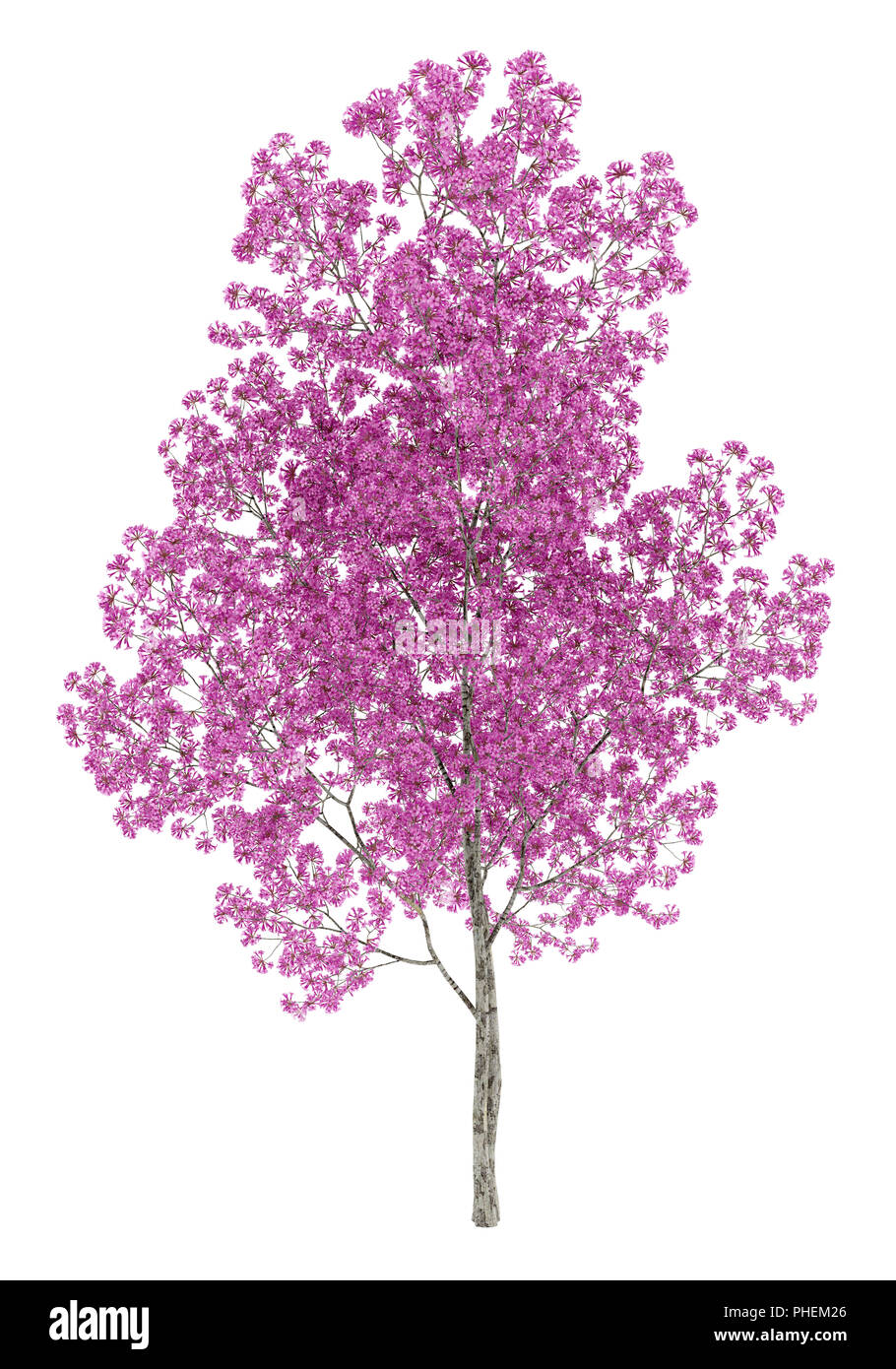 Lapacho tree hi-res stock photography and images - Alamy