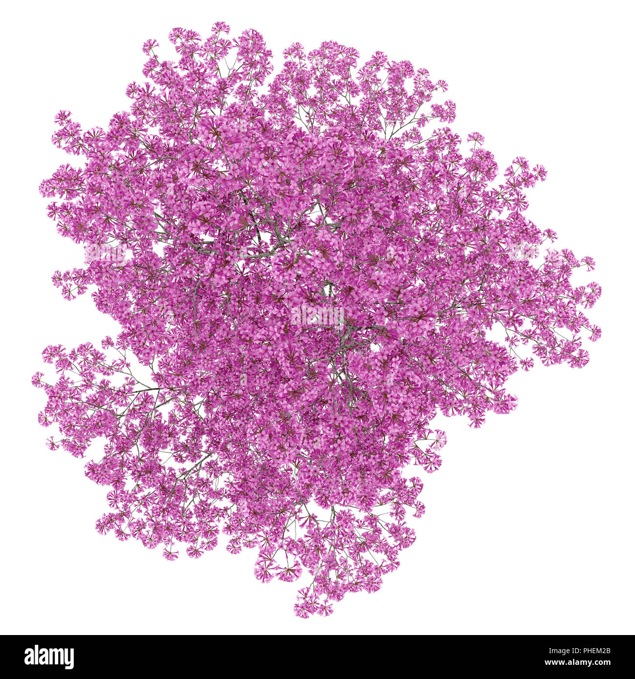 top view of red lapacho tree isolated on white background Stock Photo ...