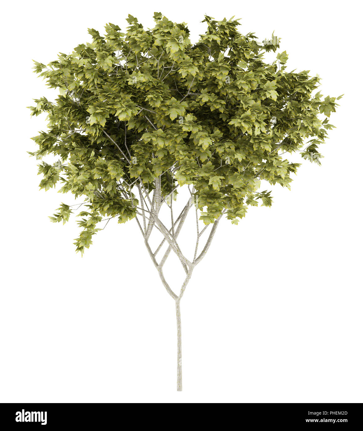 norway maple tree isolated on white background Stock Photo - Alamy