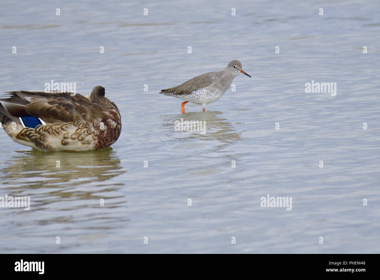 Redshank autumn hi-res stock photography and images - Alamy