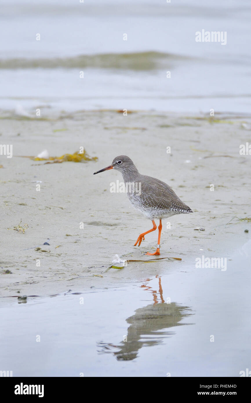 Redshank autumn hi-res stock photography and images - Alamy