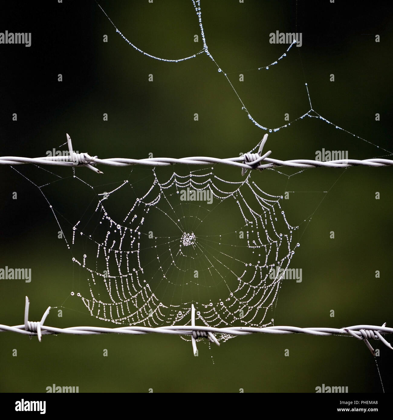 Spider web barbed wire hi-res stock photography and images - Alamy