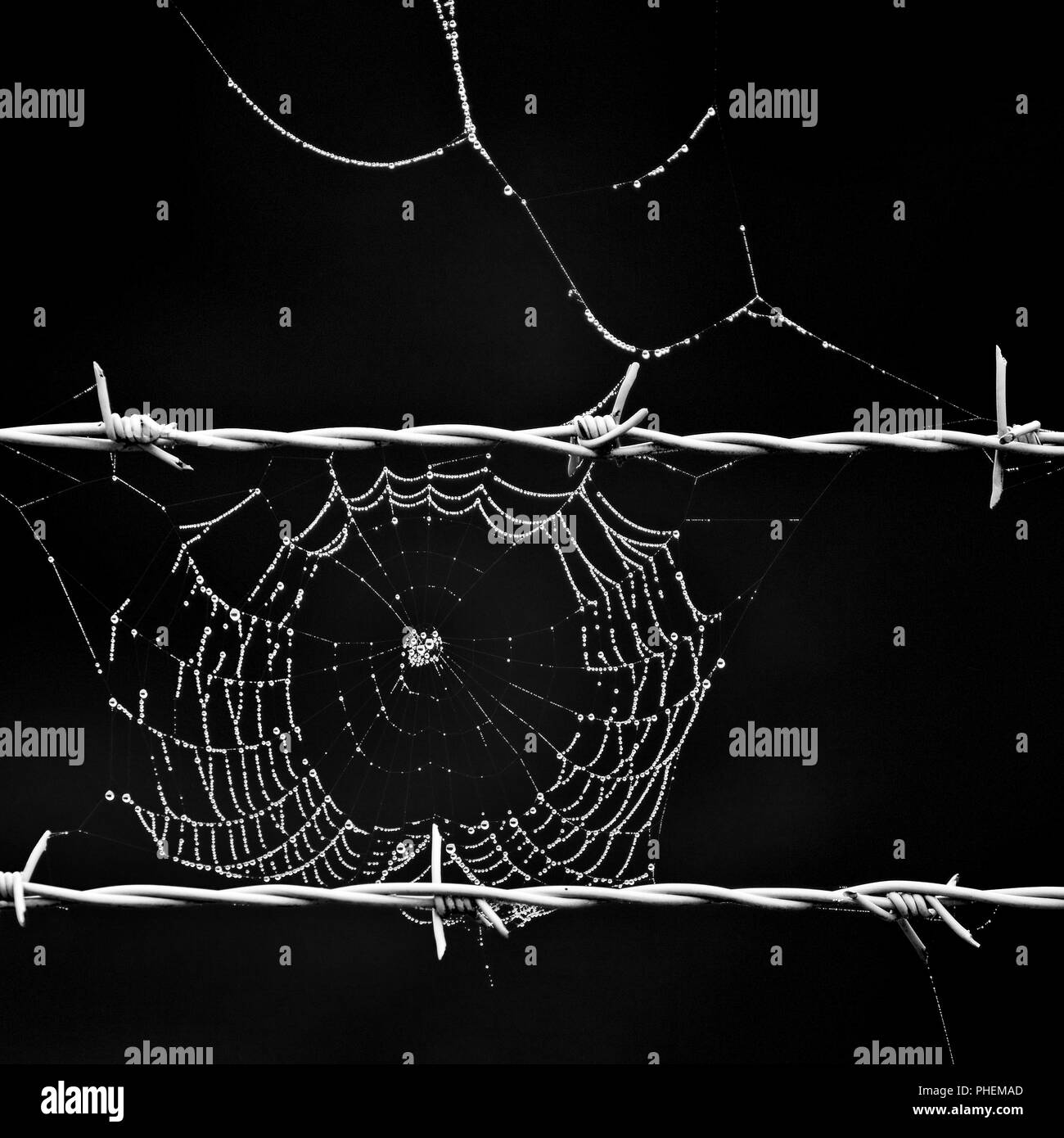 Wire Web High Resolution Stock Photography and Images - Alamy