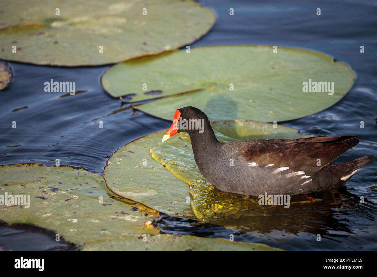Moorhen bird hi-res stock photography and images - Alamy