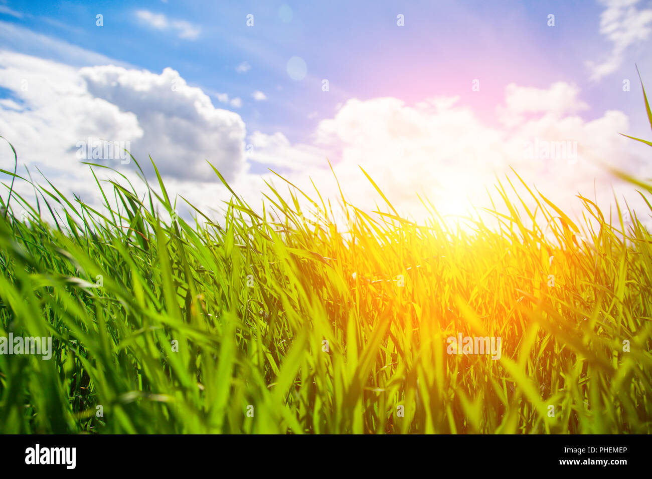 sunset and grass Stock Photo - Alamy
