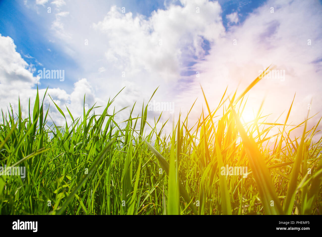 Grass and sunset hi-res stock photography and images - Alamy