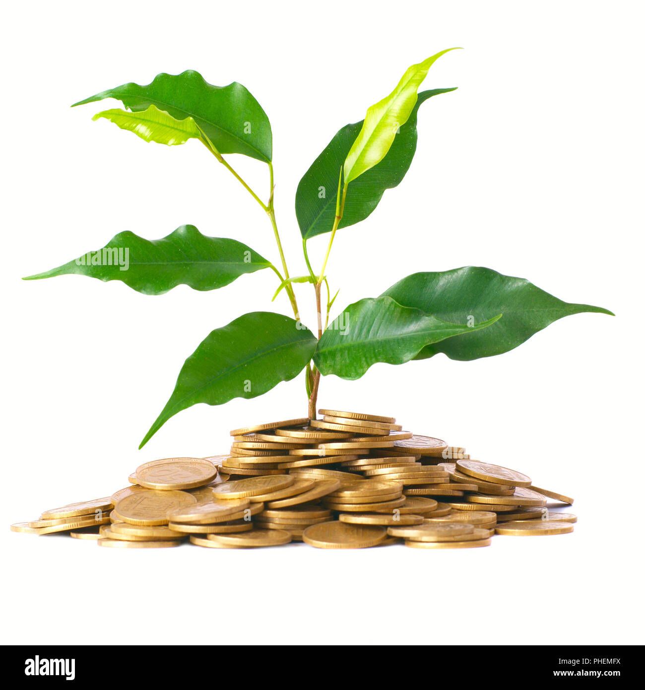 Green tree growing from the coins Stock Photo - Alamy