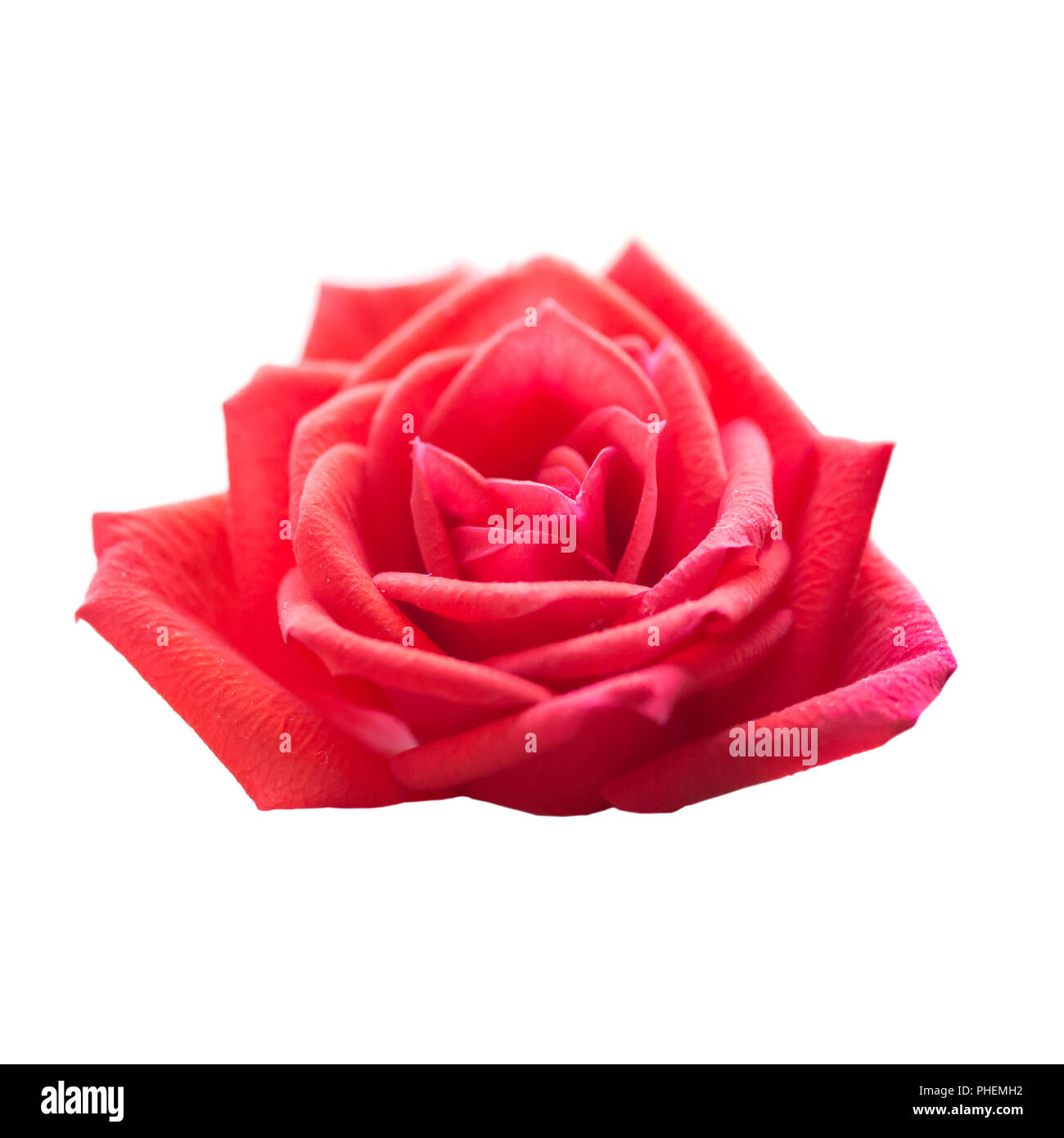 Romantic rose hi-res stock photography and images - Alamy