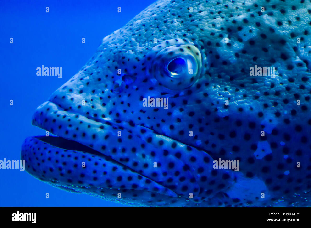 Grouper up close Stock Photo - Alamy