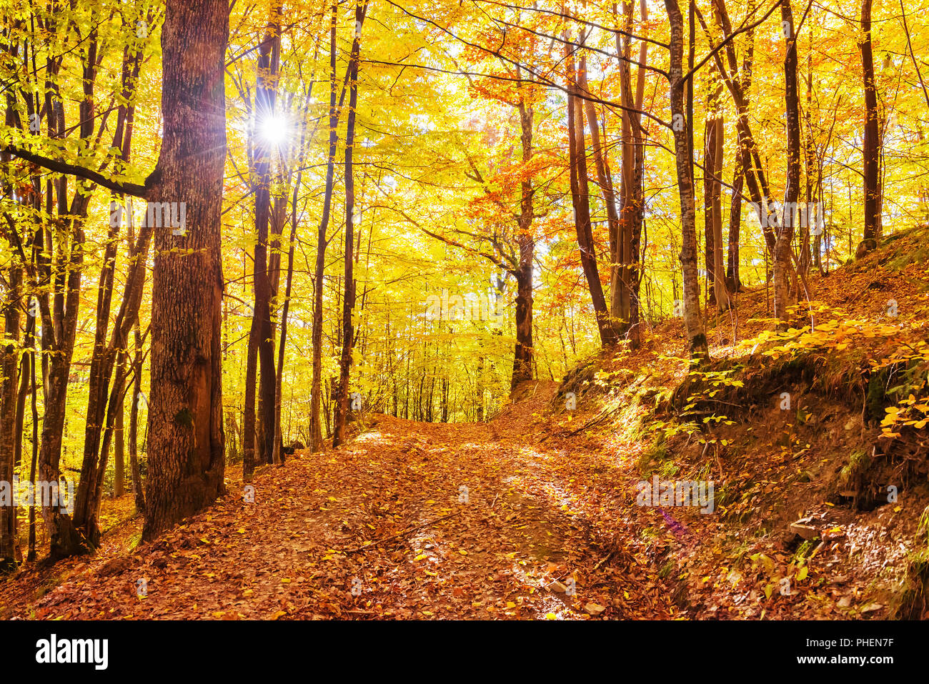 Beautiful sunlight in forest suns hi-res stock photography and images ...