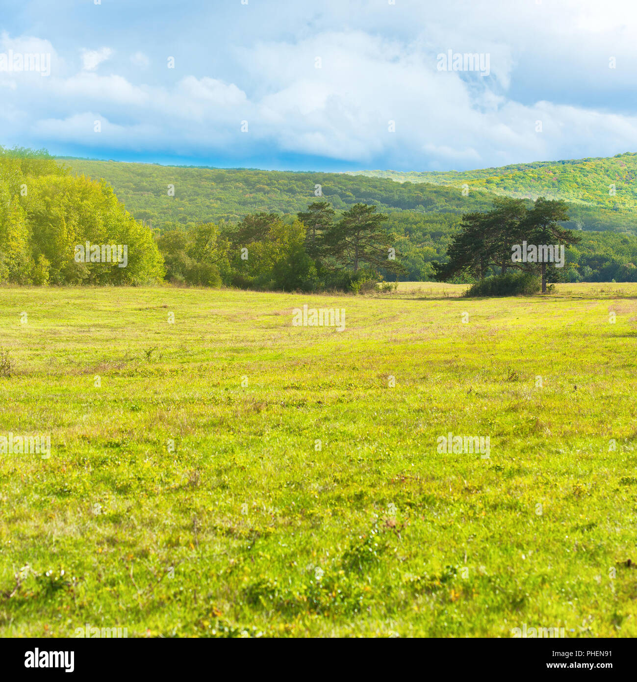 Green grass on forest meadow hi-res stock photography and images - Alamy