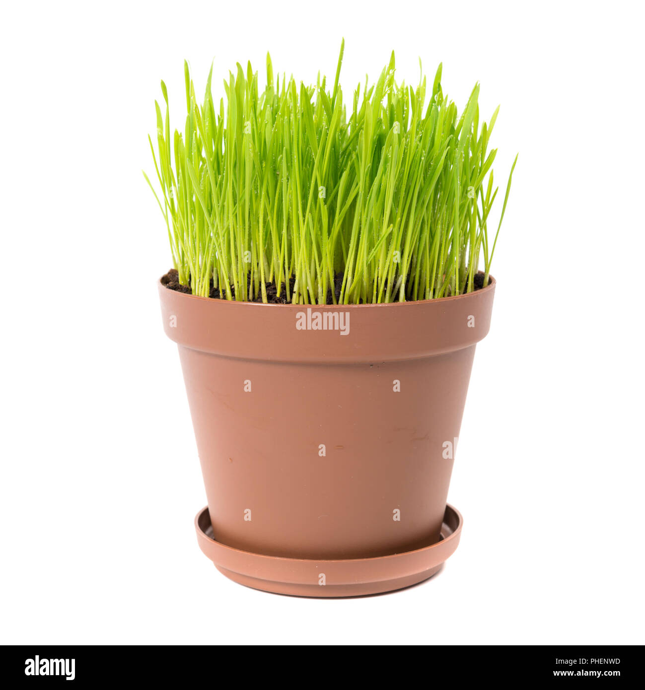 Green grass in garden Cut Out Stock Images & Pictures - Alamy