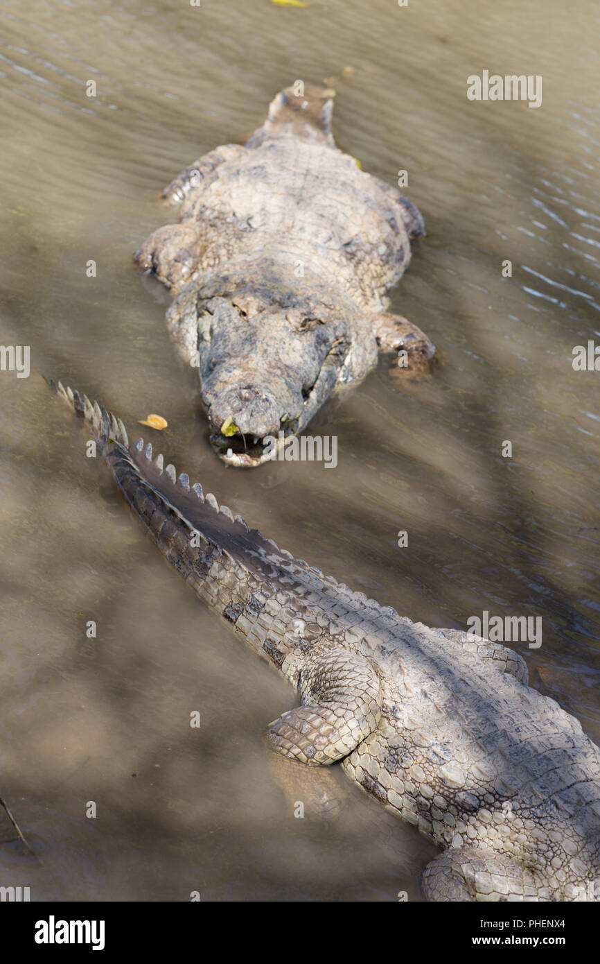 Sacred crocodile in Sabou, Burkina Faso, Africa Stock Photo - Alamy