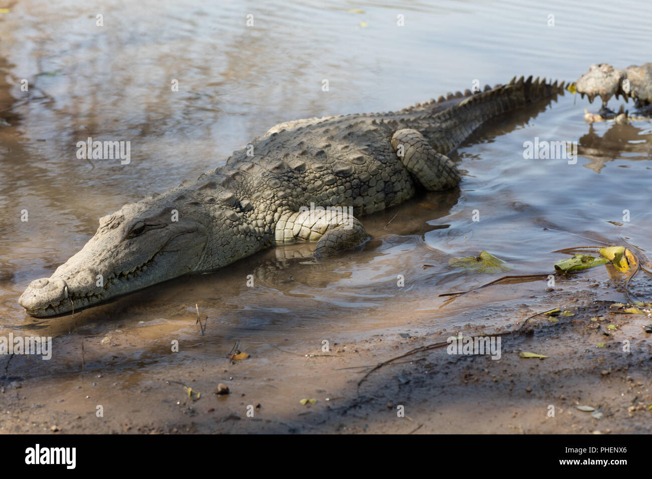 Sacred crocodile in Sabou, Burkina Faso, Africa Stock Photo - Alamy