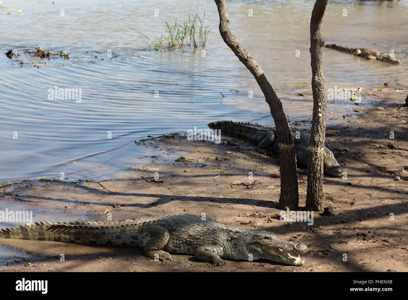 Sacred crocodile in Sabou, Burkina Faso, Africa Stock Photo - Alamy