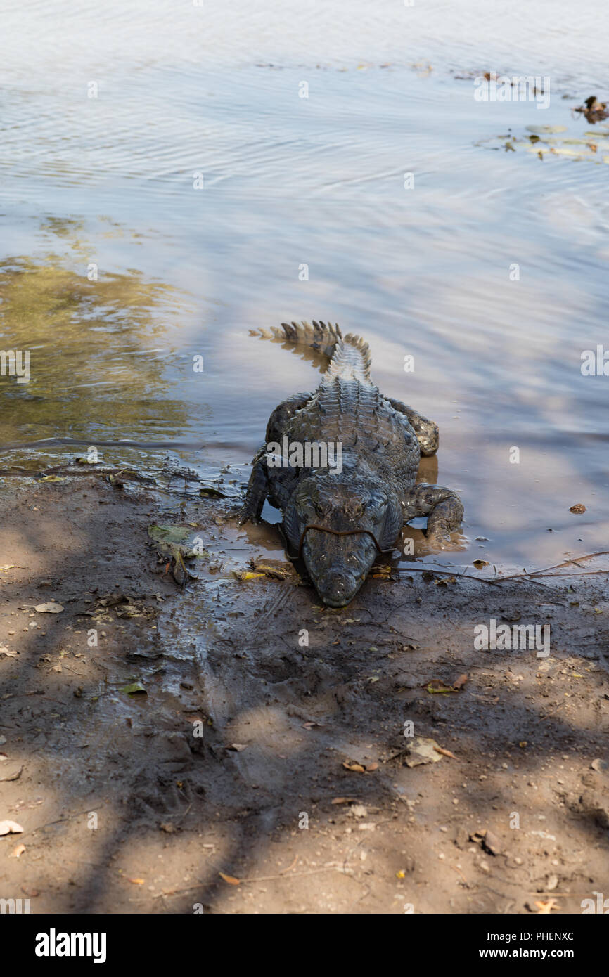 Sacred crocodile in Sabou, Burkina Faso, Africa Stock Photo - Alamy