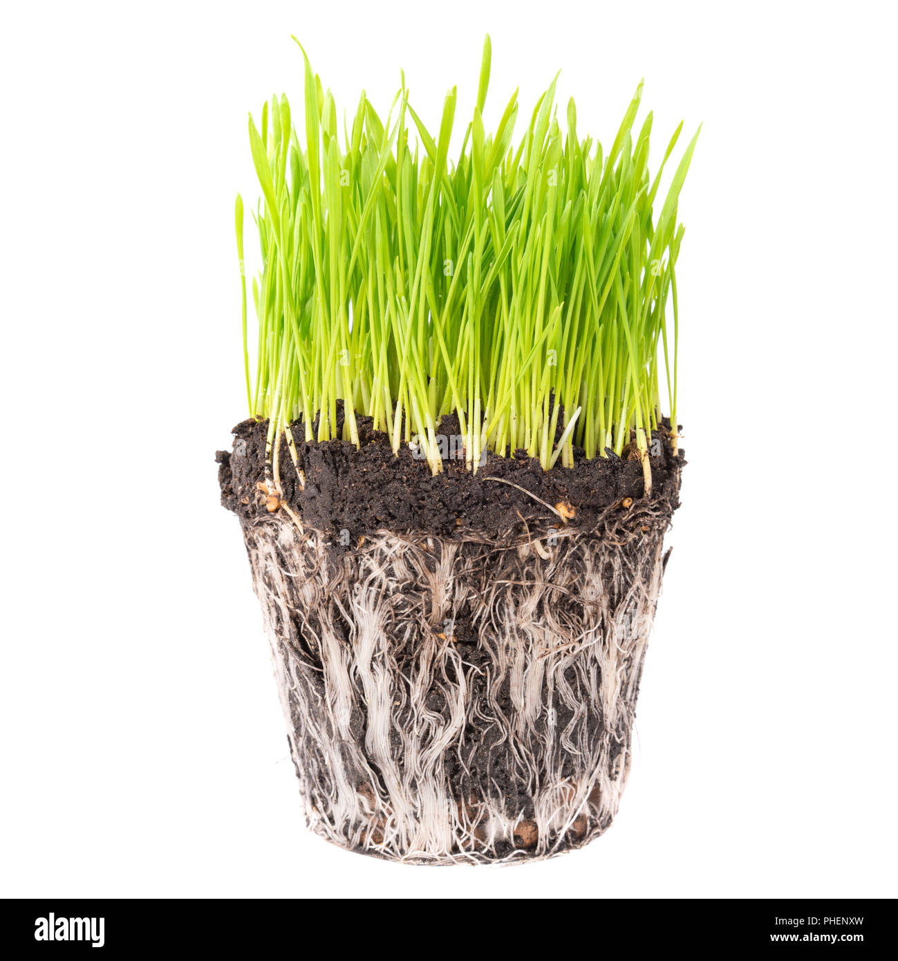 Green grass with roots Stock Photo - Alamy
