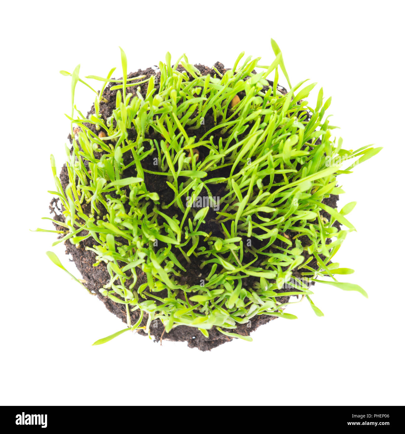 Plants above ground hi-res stock photography and images - Alamy