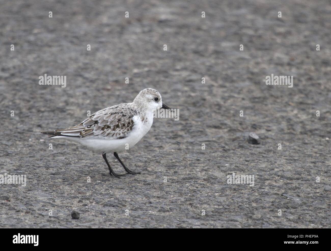 The island of corvo hi-res stock photography and images - Alamy