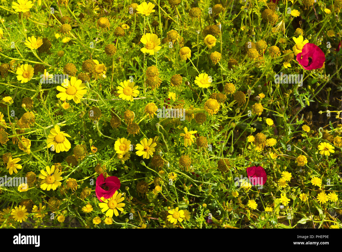 Spring flowers in Israel Stock Photo - Alamy