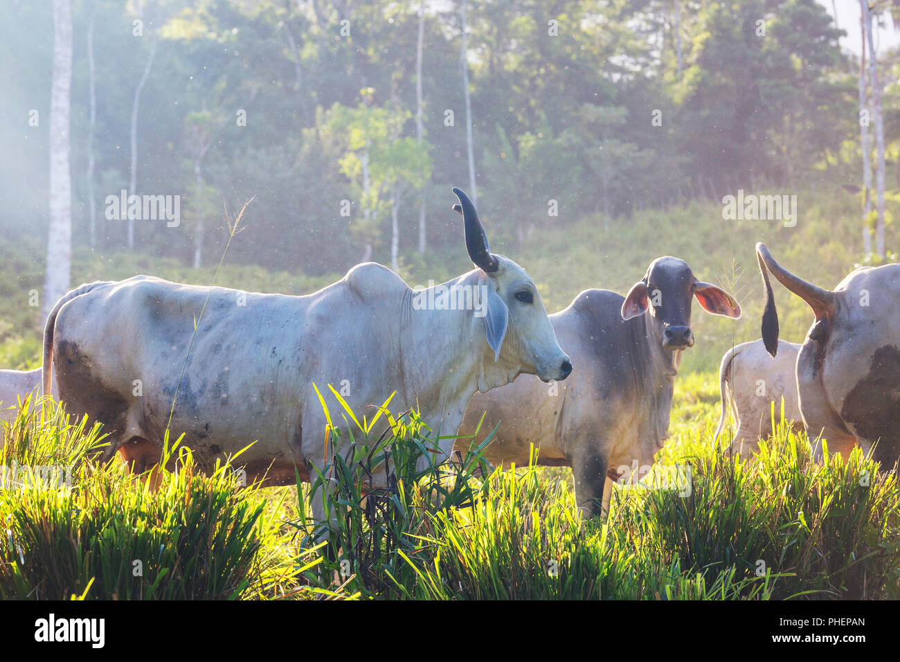 Cow in Costa Rica Stock Photo - Alamy