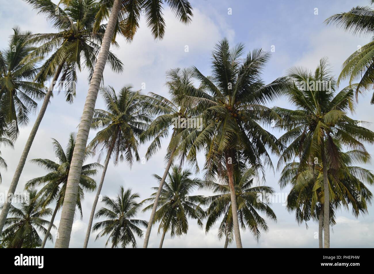 Coconut plantation malaysia hi-res stock photography and images - Alamy