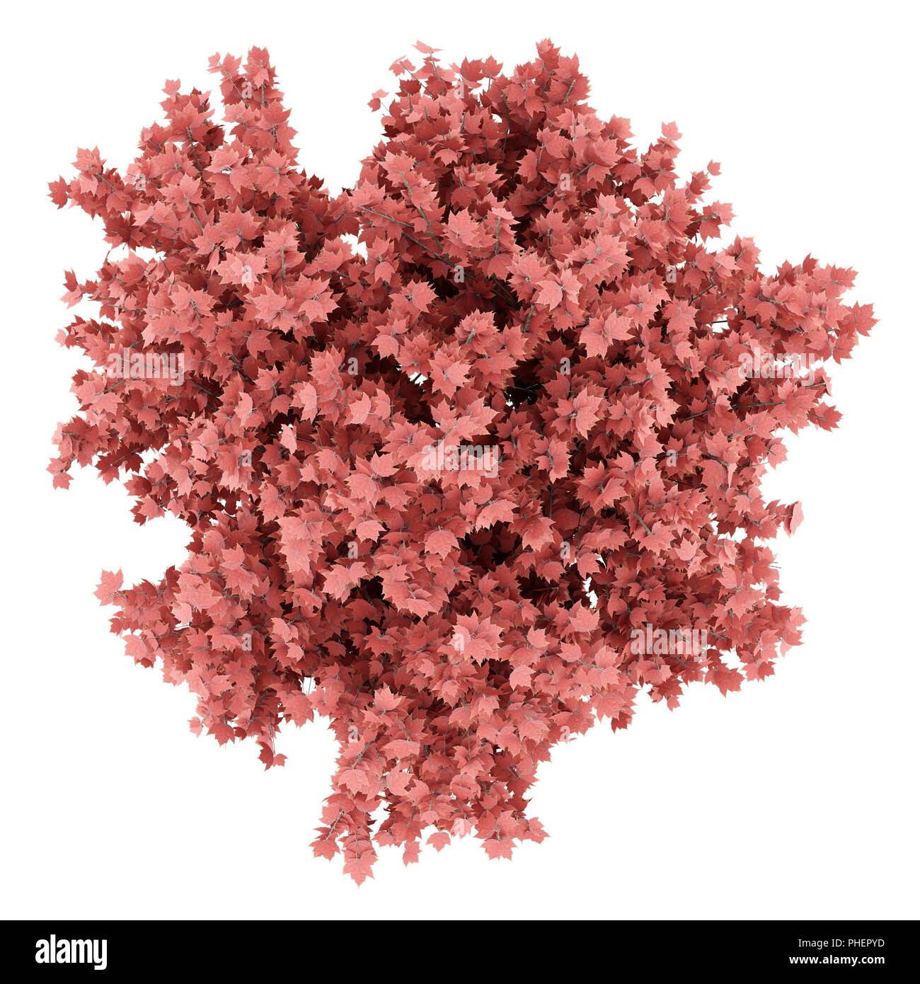 top view of red maple tree isolated on white background Stock Photo - Alamy