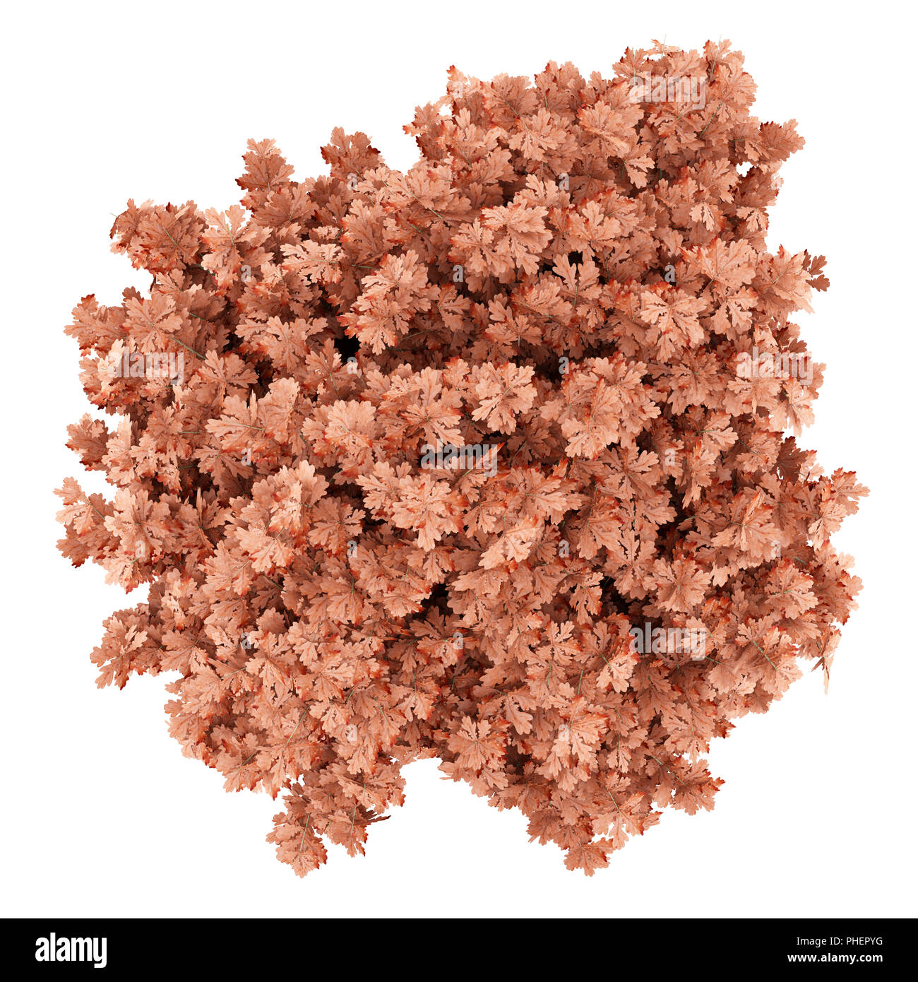 top view of red oak tree isolated on white background Stock Photo - Alamy