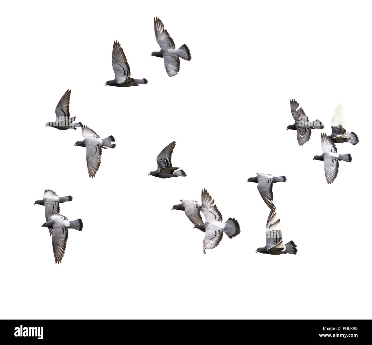flock of speed racing pigeon bird flying on white background Stock ...