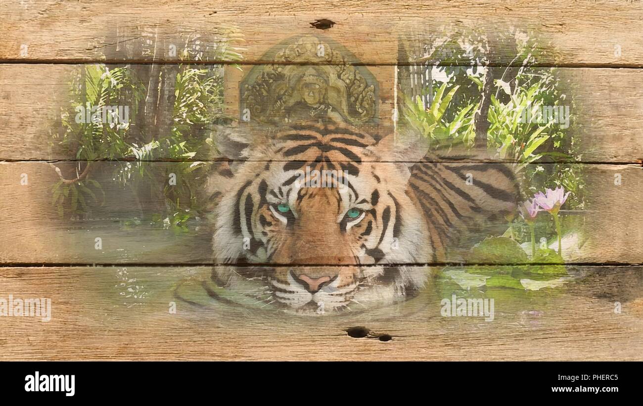 Tieger hi-res stock photography and images - Alamy