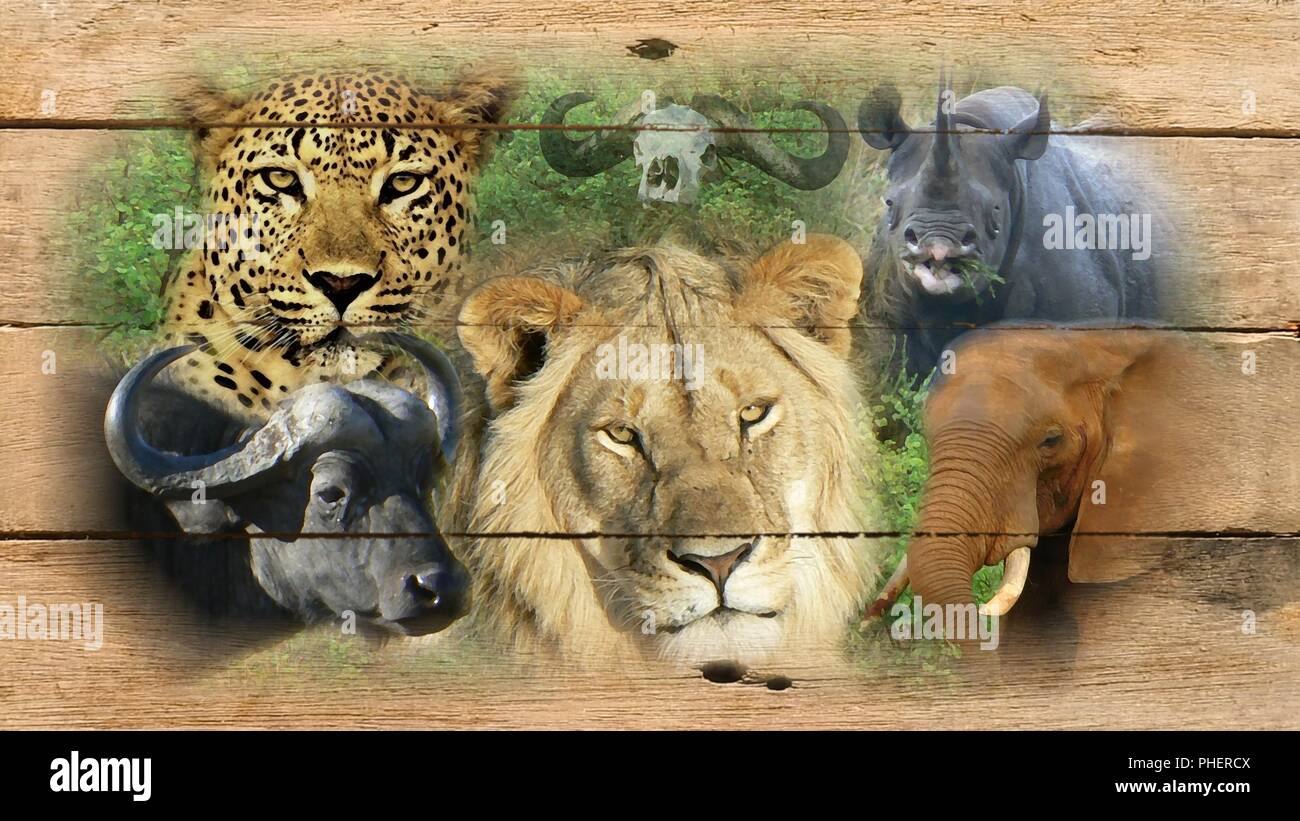 Big five africa animals art hi-res stock photography and images - Alamy