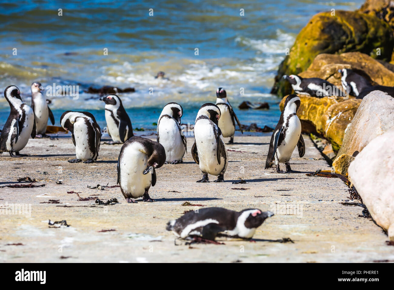African penguin in Boulders Penguin Colony Stock Photo - Alamy
