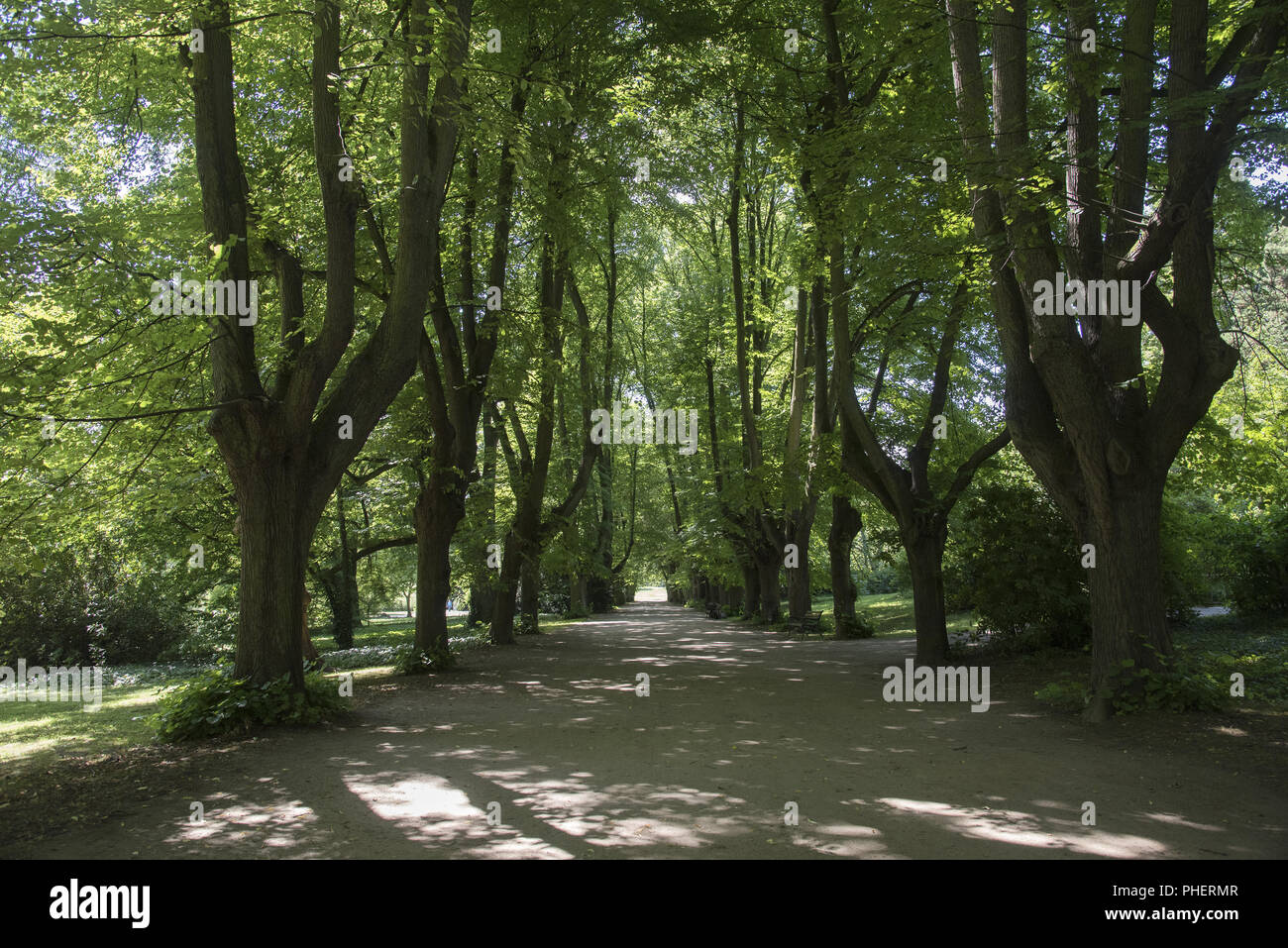 German tree lined road hi-res stock photography and images - Alamy