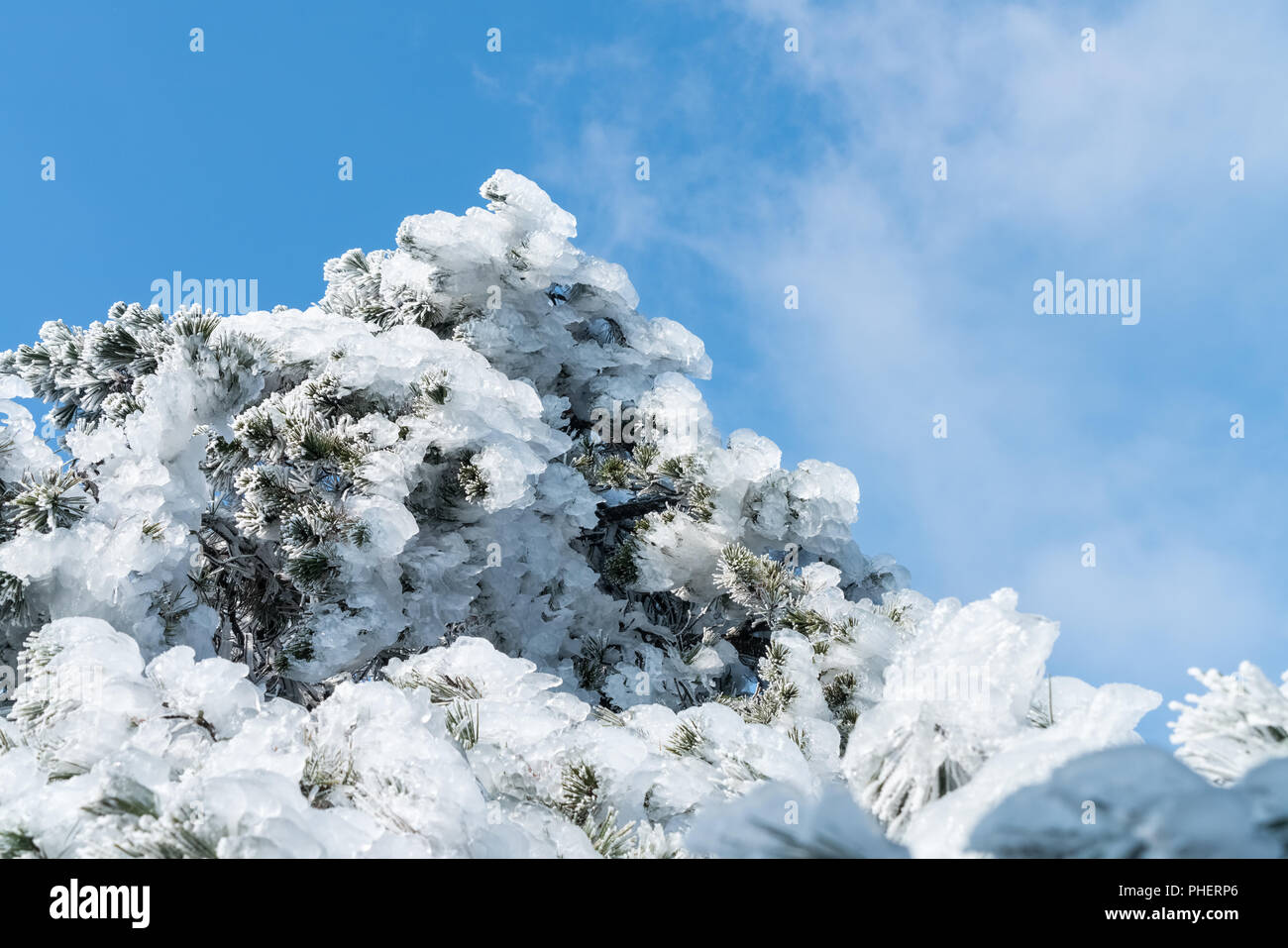 Branches in blue background hi-res stock photography and images - Alamy