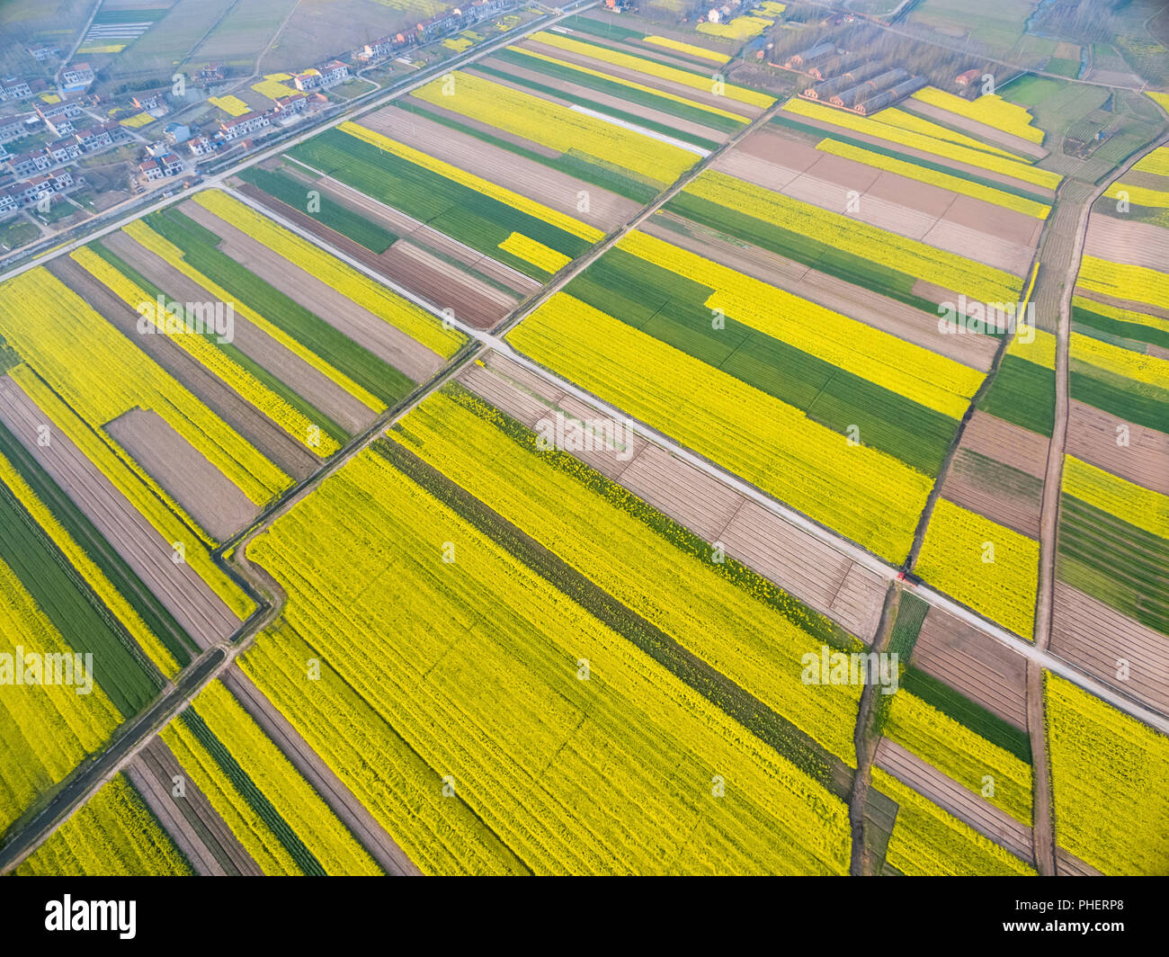 rapeseed flower field with village in spring Stock Photo - Alamy