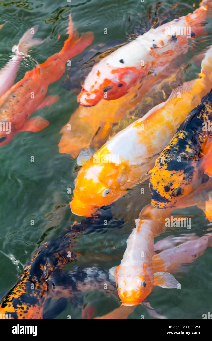 Beautiful color fish hi-res stock photography and images - Alamy