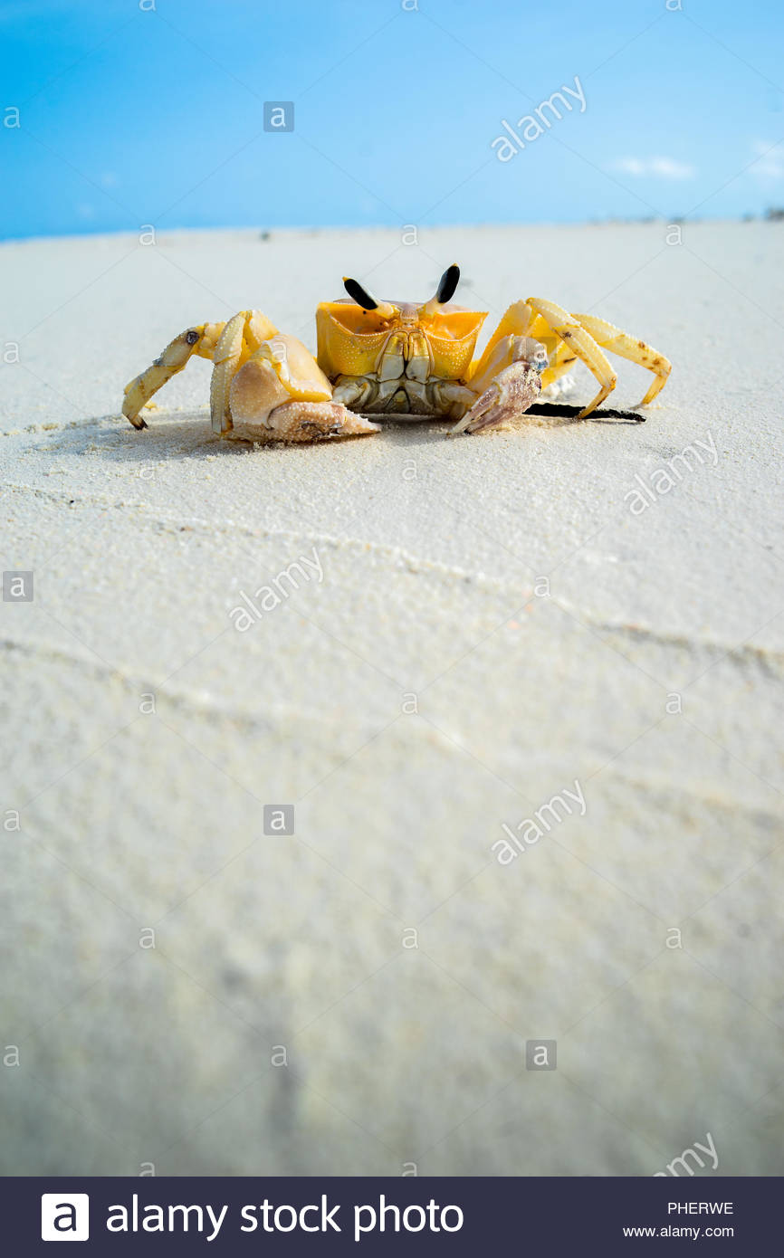 Dead Crab Stock Photos & Dead Crab Stock Images - Alamy