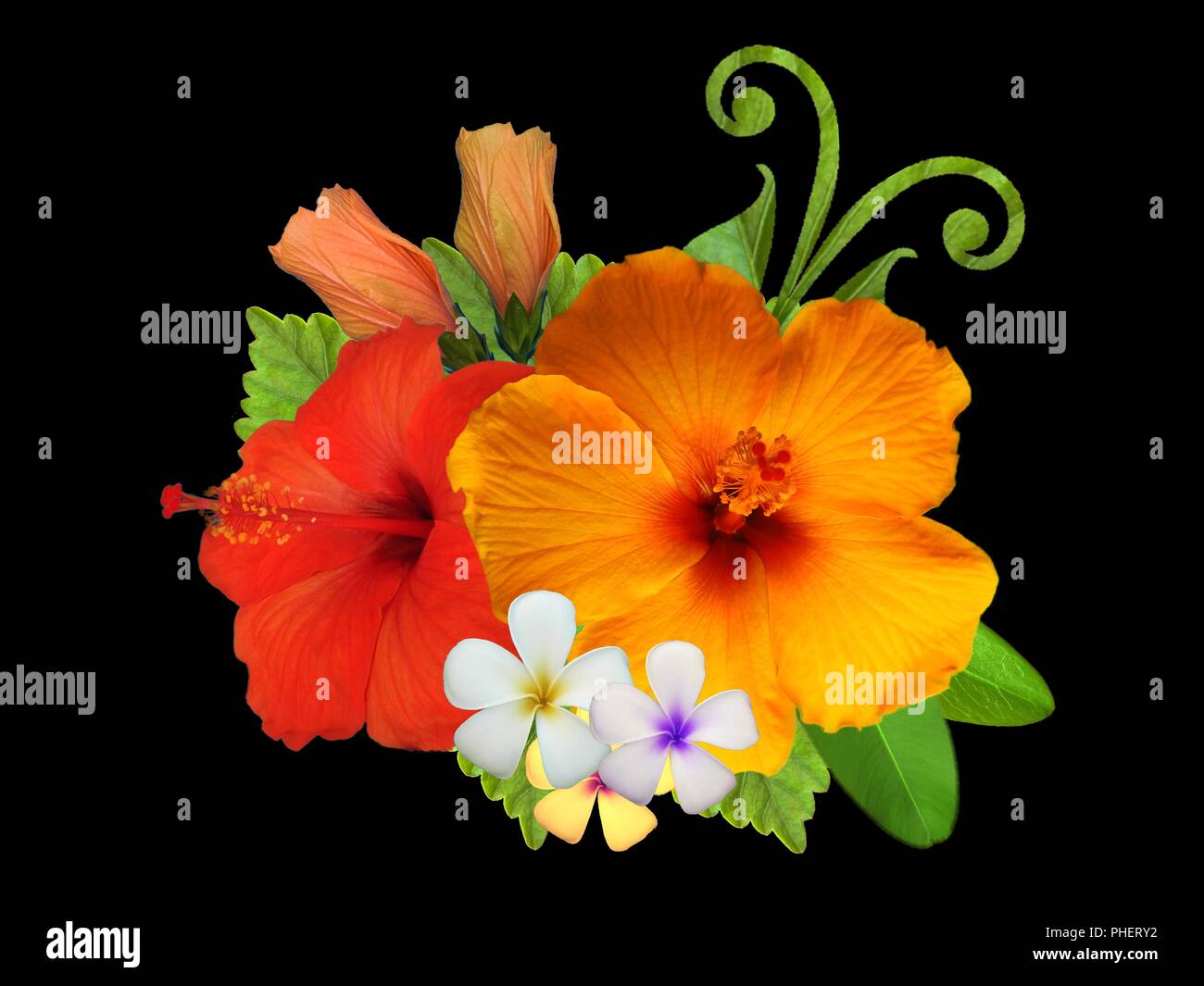 The different rose colors hi-res stock photography and images - Alamy