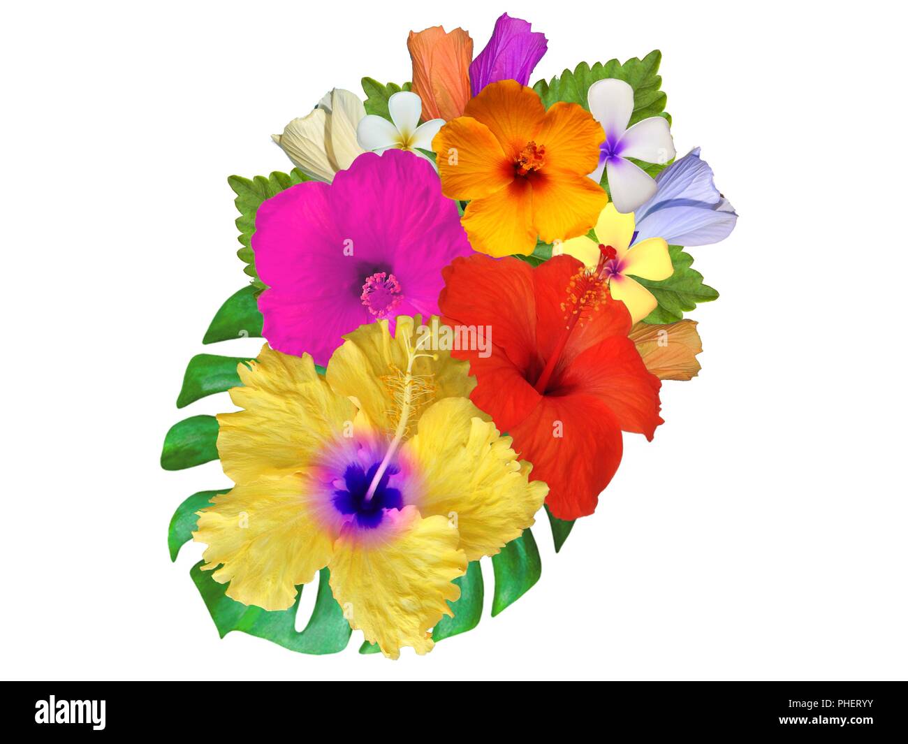 The different rose colors hi-res stock photography and images - Alamy