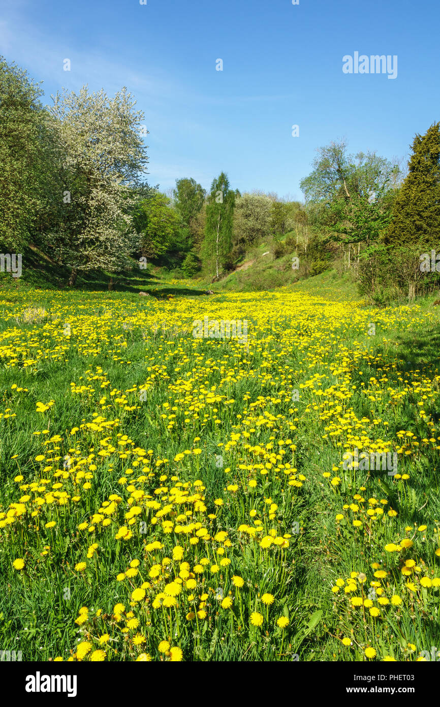 Summer flowering trees hi-res stock photography and images - Alamy