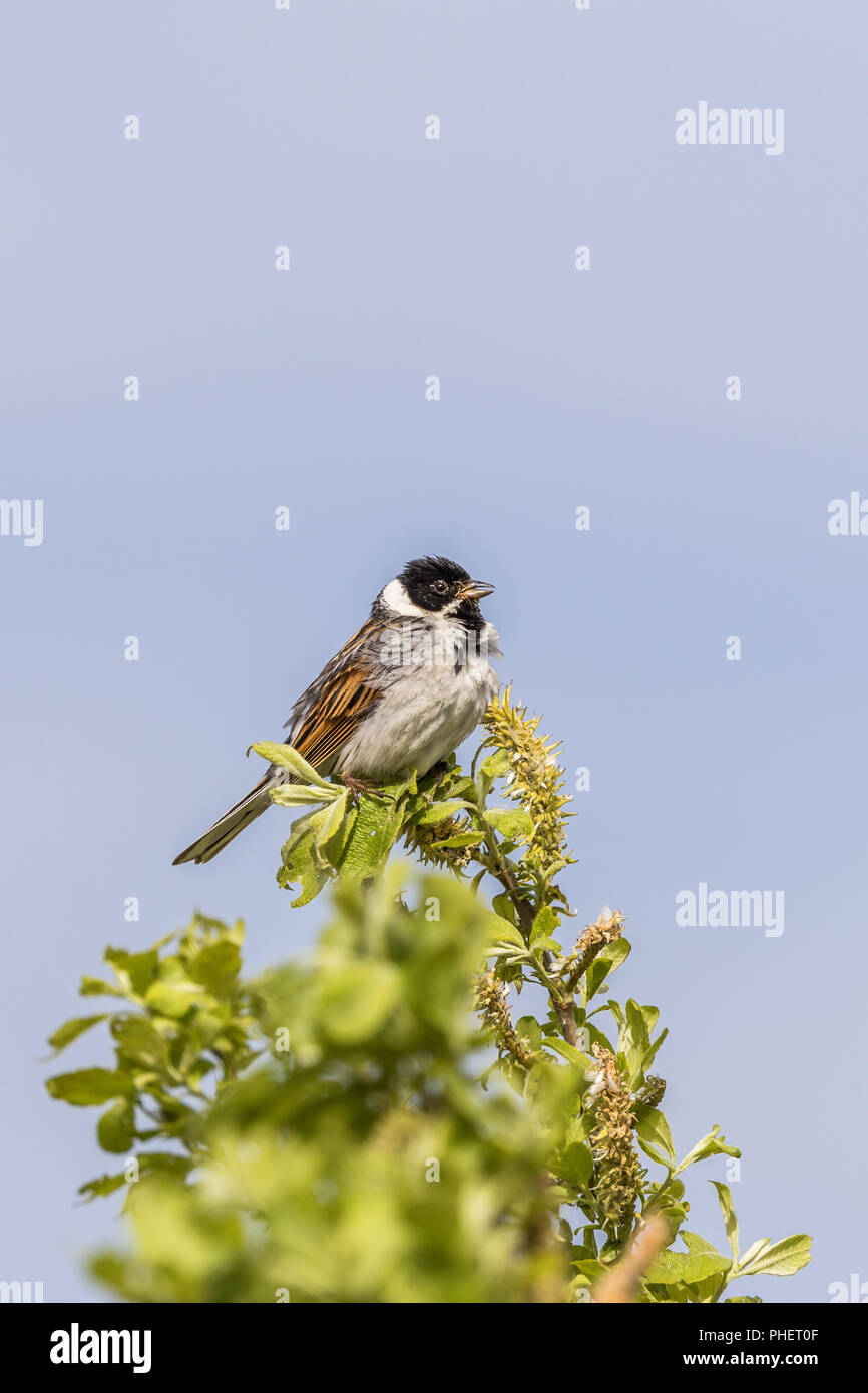 Reed catkins hi-res stock photography and images - Alamy