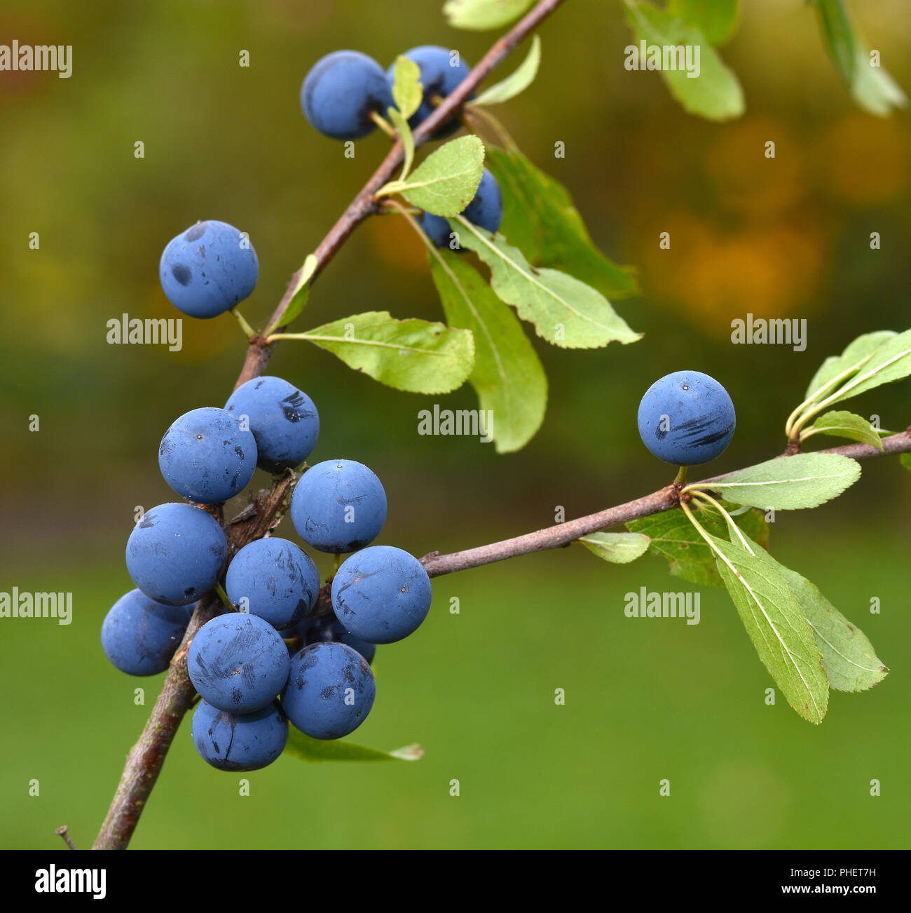 Blackthorn sloe berry hi-res stock photography and images - Alamy