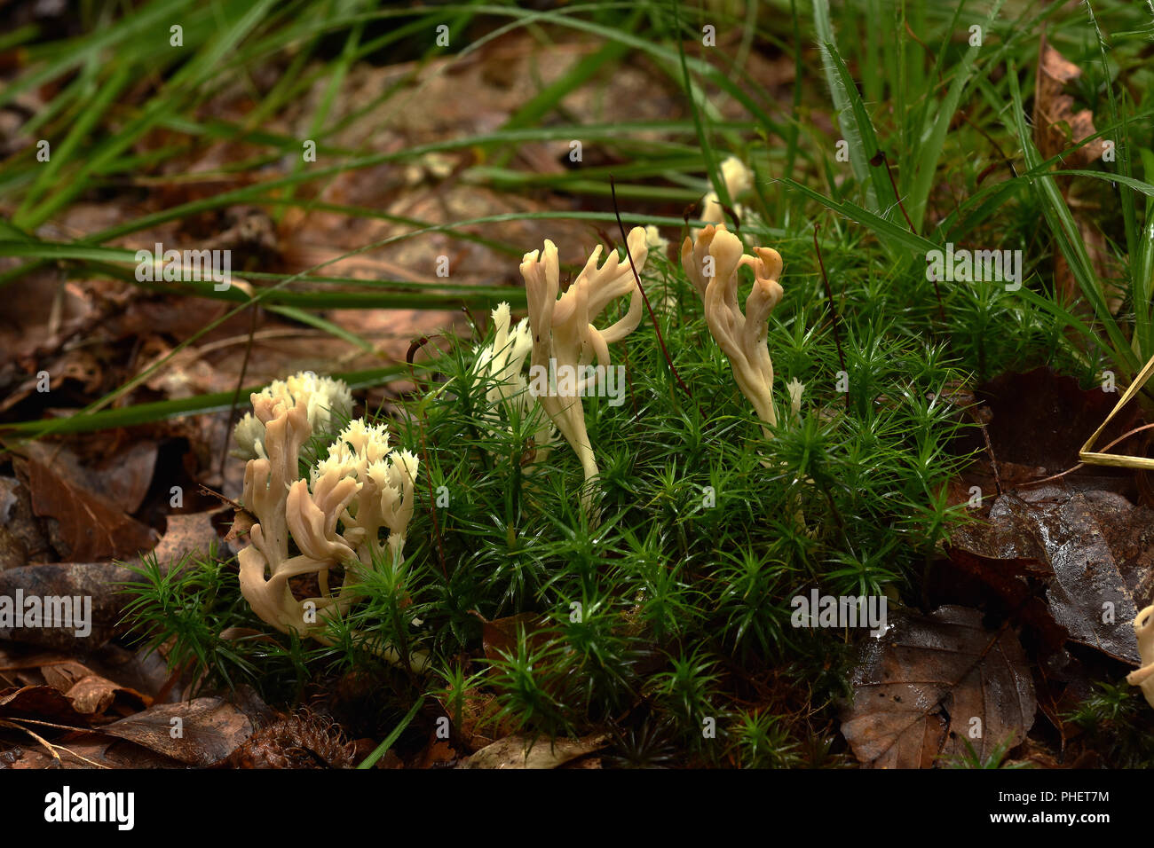 Ramaria Stock Photos & Ramaria Stock Images - Alamy