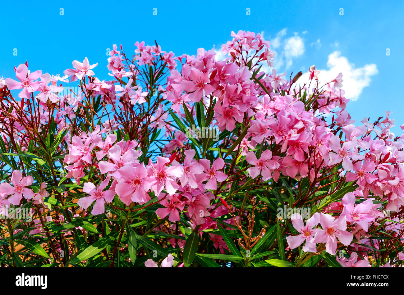 Beautiful pink flowering oleander (Nerium Oleander) Mediterranean bush ...