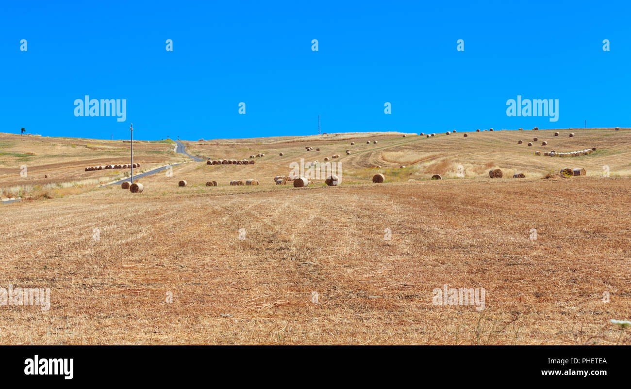 Palermo Sicily Agriculture
