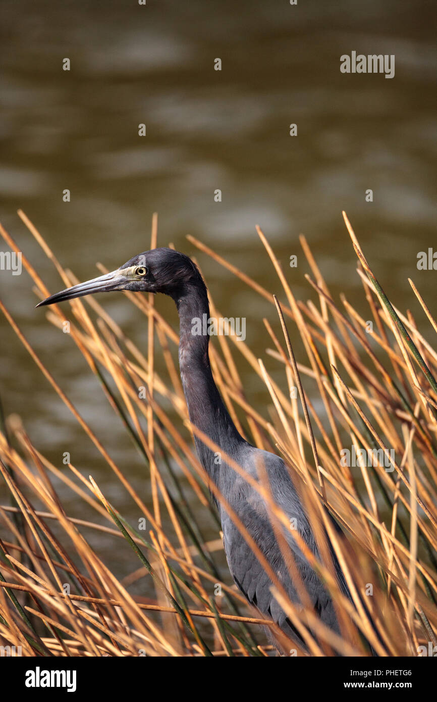 Little blue heron Egretta caerulea Stock Photo - Alamy